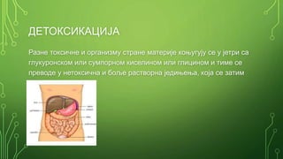Јетра - Н. Марчетић | PPT