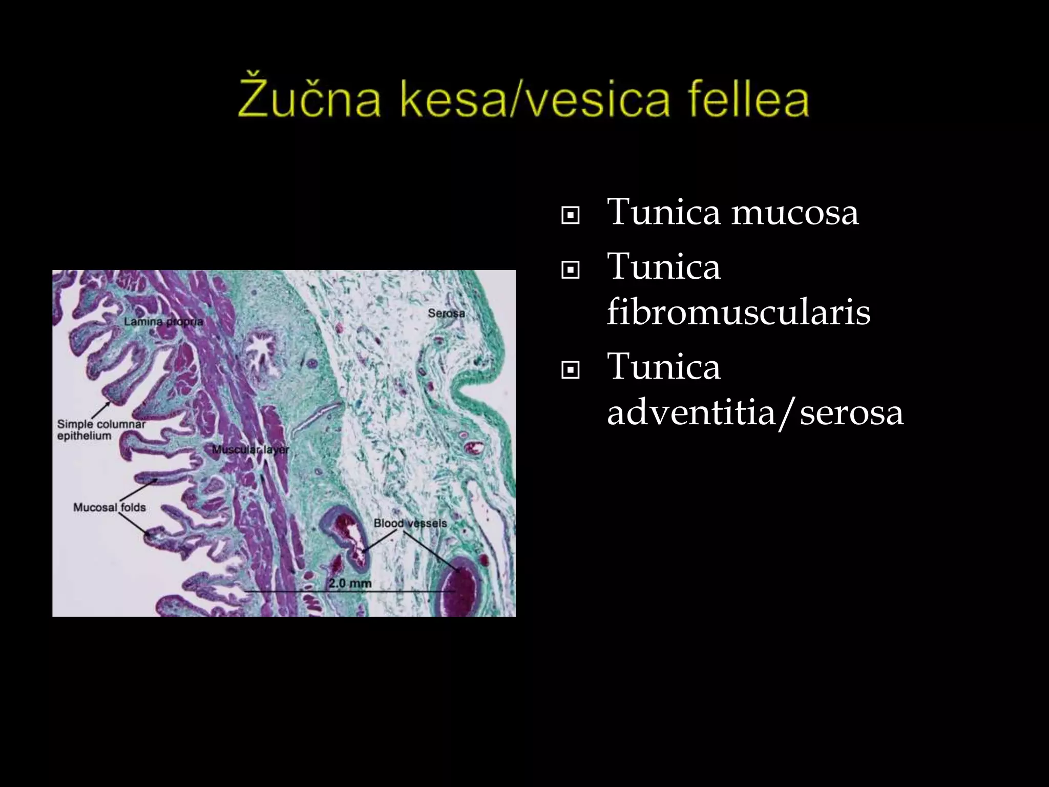 Histologija jetre i pankreasa | PPTX