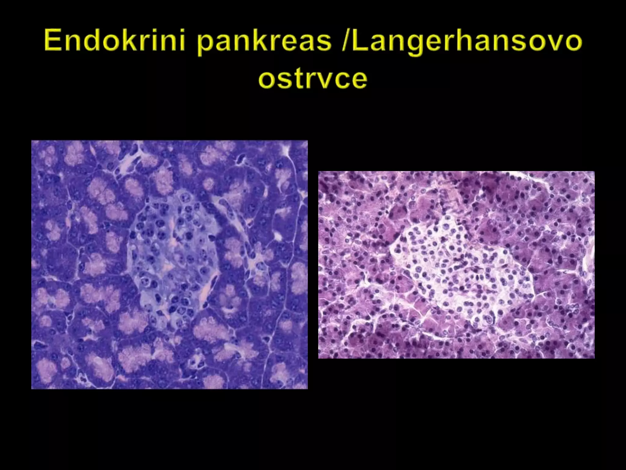 Histologija jetre i pankreasa | PPTX