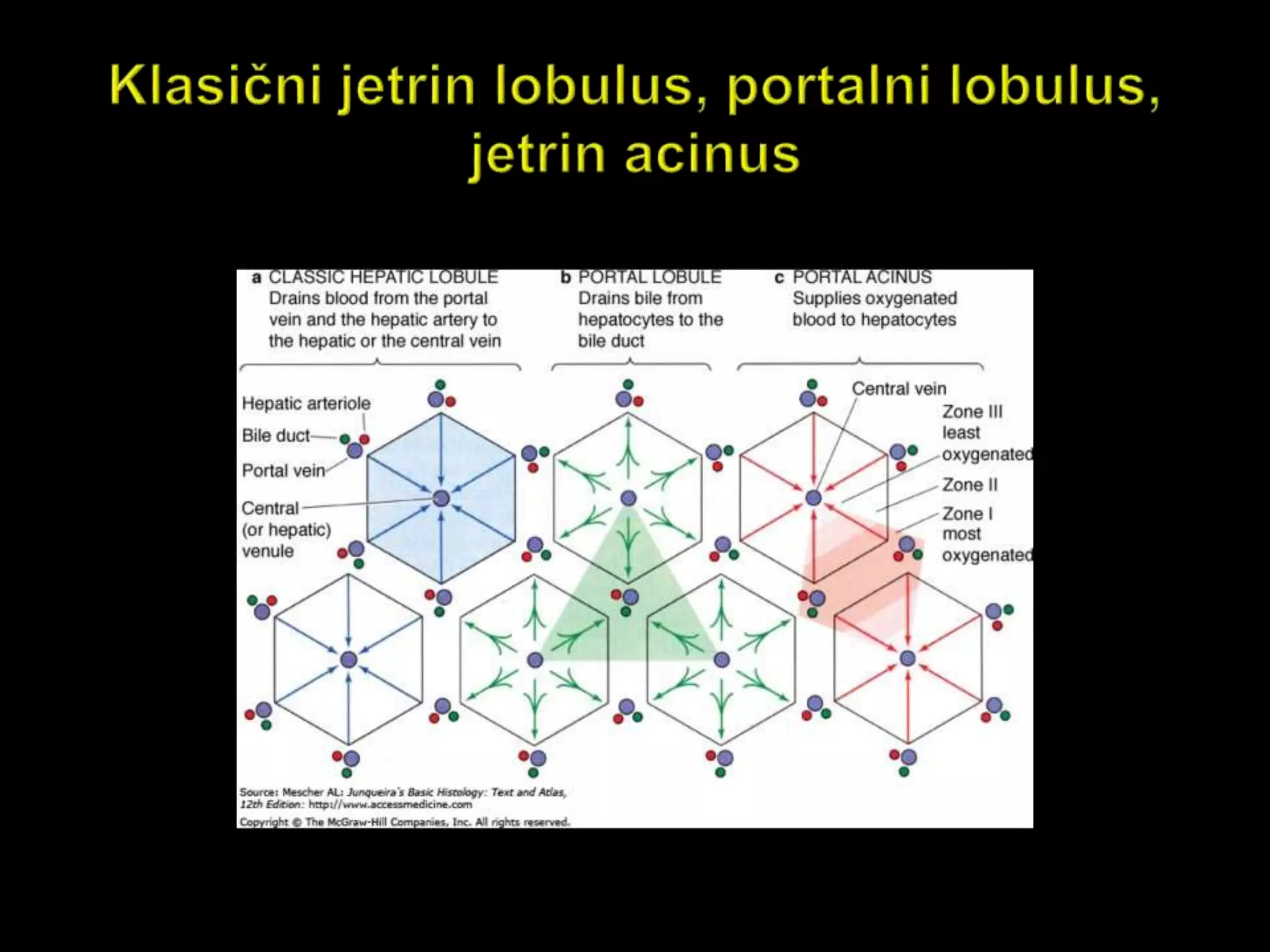 Histologija jetre i pankreasa | PPTX