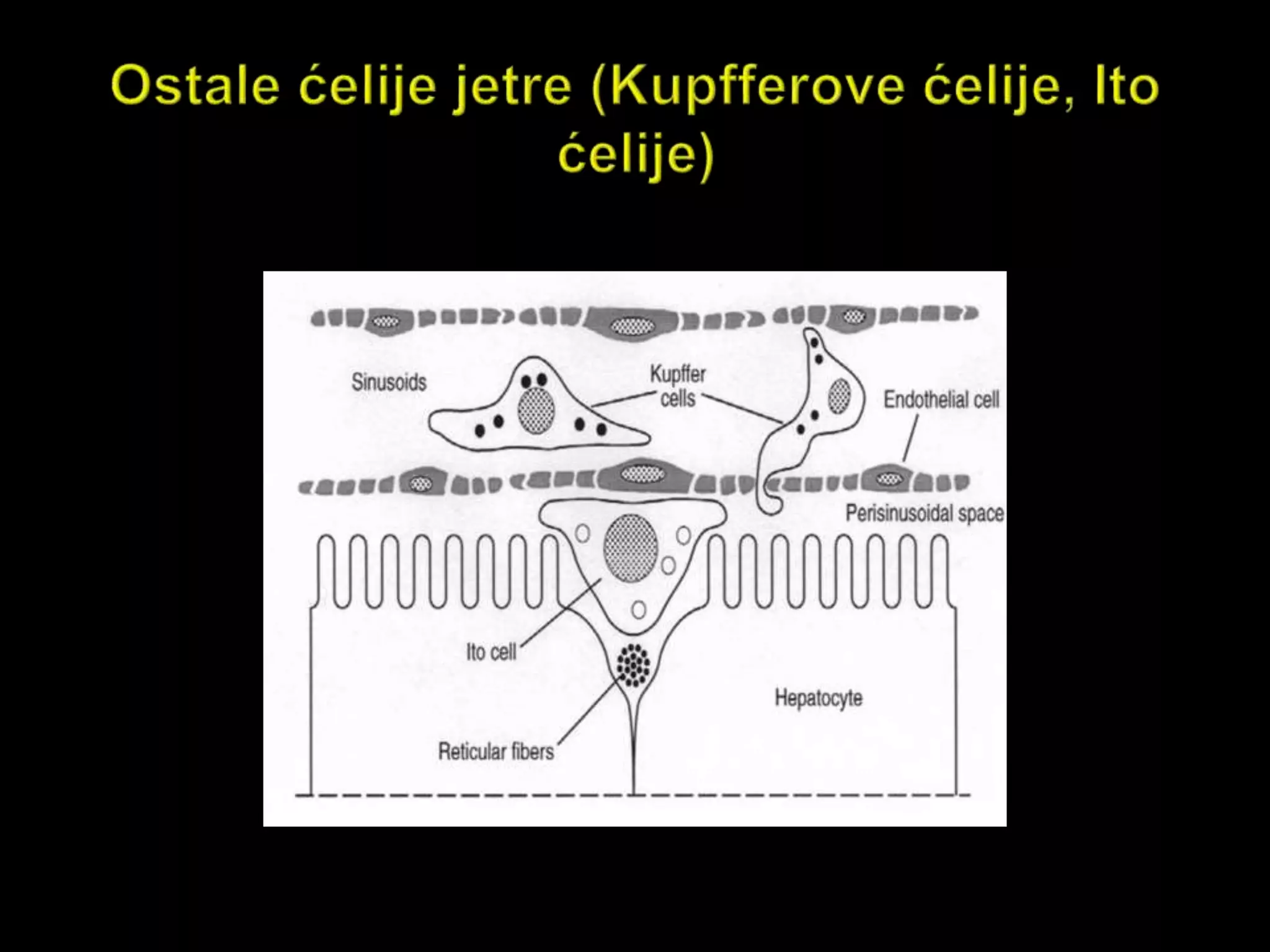 Histologija jetre i pankreasa | PPTX