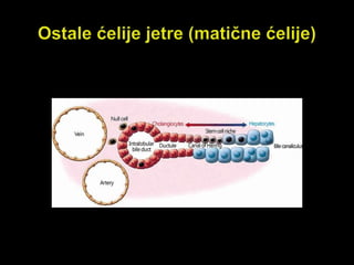 Histologija jetre i pankreasa | PPTX
