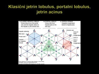 Histologija jetre i pankreasa | PPTX