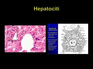 Histologija jetre i pankreasa | PPTX