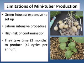 Jetwell In-vitro production of Micro tubers (1).pptx