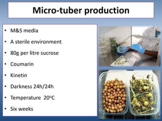 Jetwell In-vitro production of Micro tubers (1).pptx