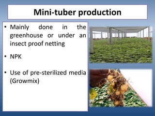 Jetwell In-vitro production of Micro tubers (1).pptx