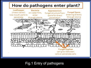 bacterial plant pathogen jeyarajesh-190413122916.pptx