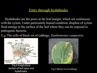 bacterial plant pathogen jeyarajesh-190413122916.pptx