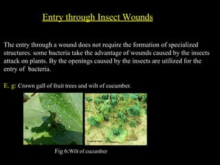 bacterial plant pathogen jeyarajesh-190413122916.pptx