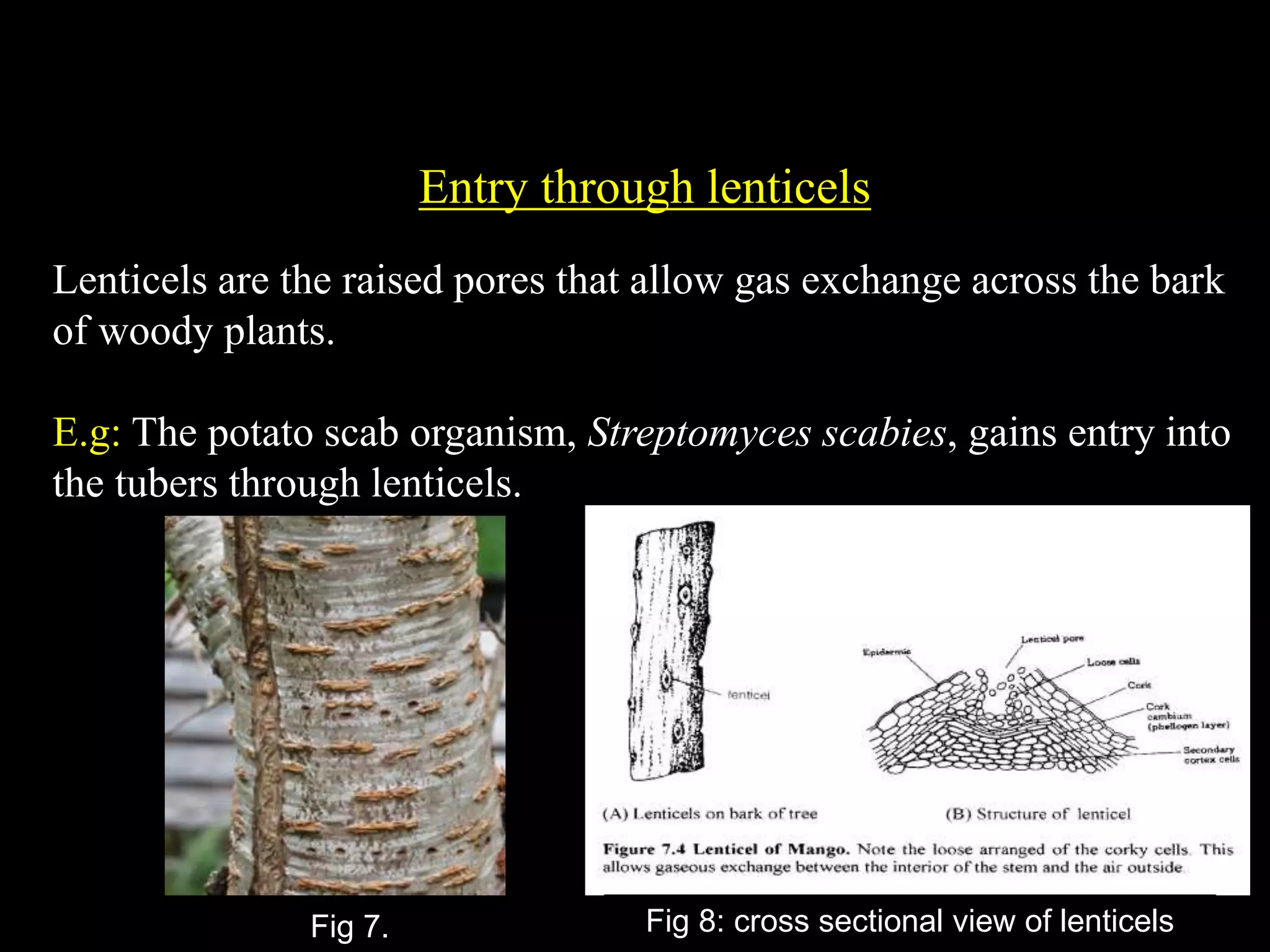 Mode of entry of bacteria in plants. | PPTX