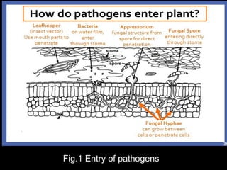 Mode of entry of bacteria in plants. | PPTX