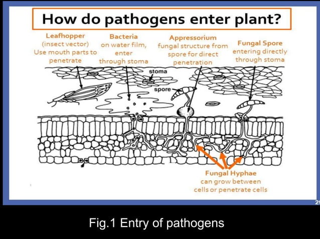 Mode of entry of bacteria in plants. | PPTX | Gardening | Home & Garden