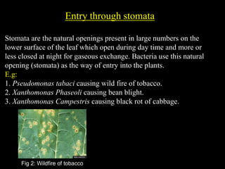 Mode of entry of bacteria in plants. | PPTX