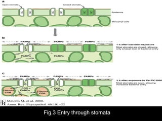 Mode of entry of bacteria in plants. | PPTX