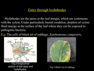 Mode of entry of bacteria in plants. | PPTX | Gardening | Home & Garden