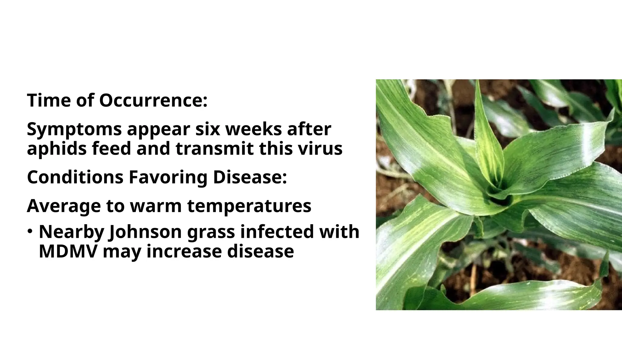 DISEASES OF MAIZE AND THEIR MANAGEMENT.x | PPTX