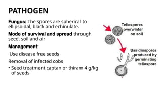 DISEASES OF MAIZE AND THEIR MANAGEMENT.x | PPTX