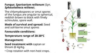 DISEASES OF MAIZE AND THEIR MANAGEMENT.x | PPTX