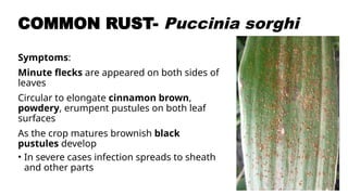 DISEASES OF MAIZE AND THEIR MANAGEMENT.x | PPTX