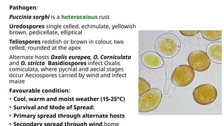DISEASES OF MAIZE AND THEIR MANAGEMENT.x | PPTX