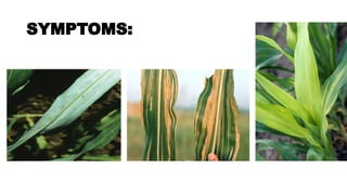 DISEASES OF MAIZE AND THEIR MANAGEMENT.x | PPTX