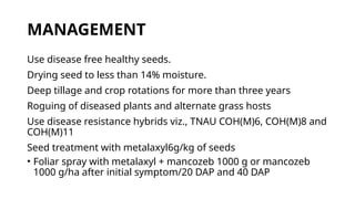 DISEASES OF MAIZE AND THEIR MANAGEMENT.x | PPTX