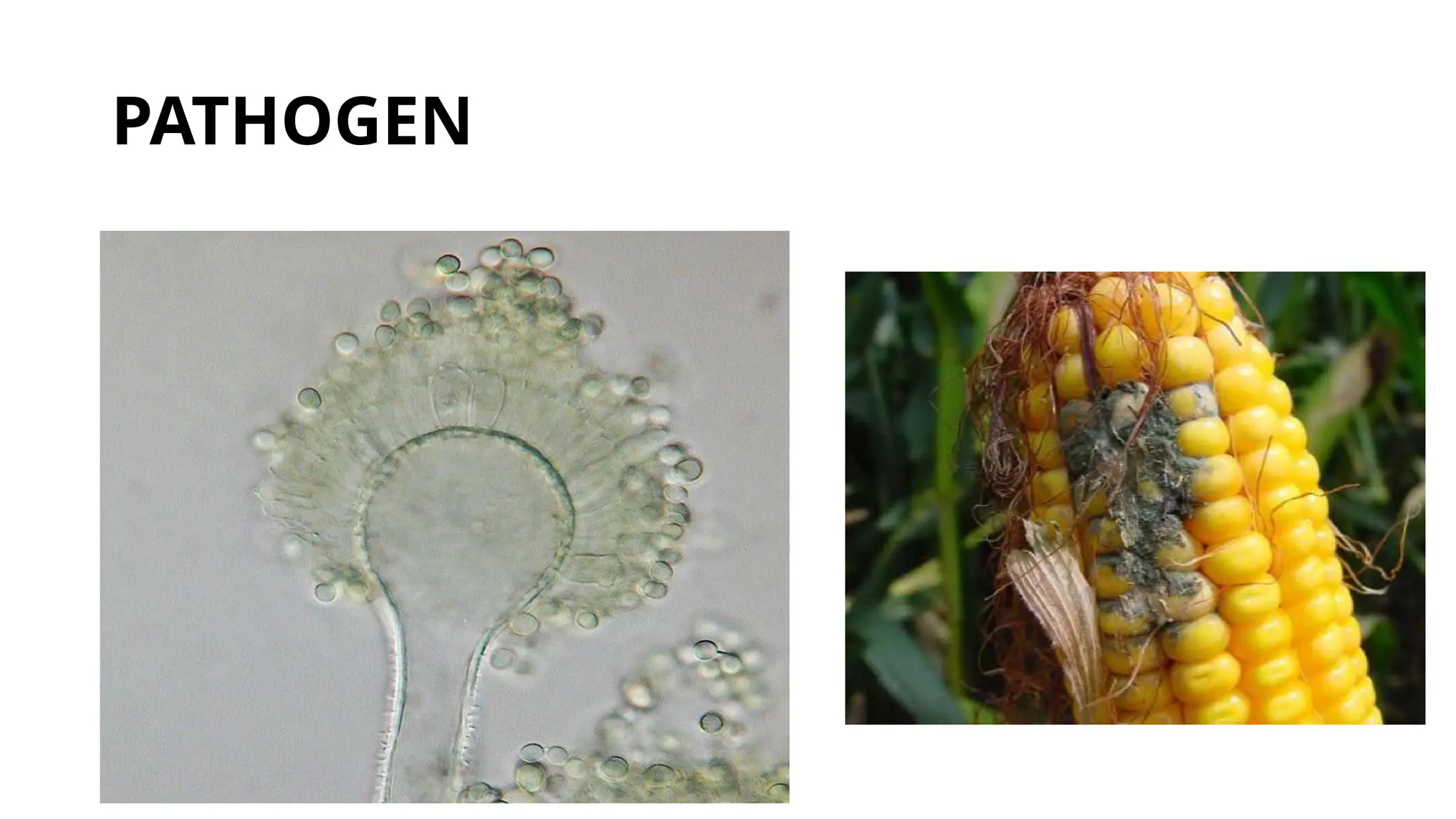 Maize diseases ppt/pdf/ Management/jpeg. | PPTX