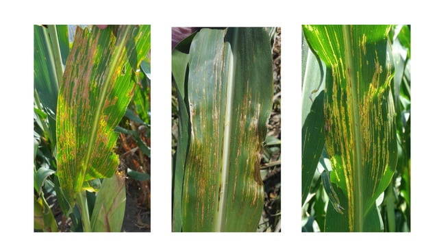 Maize diseases ppt/pdf/ Management/jpeg. | PPTX