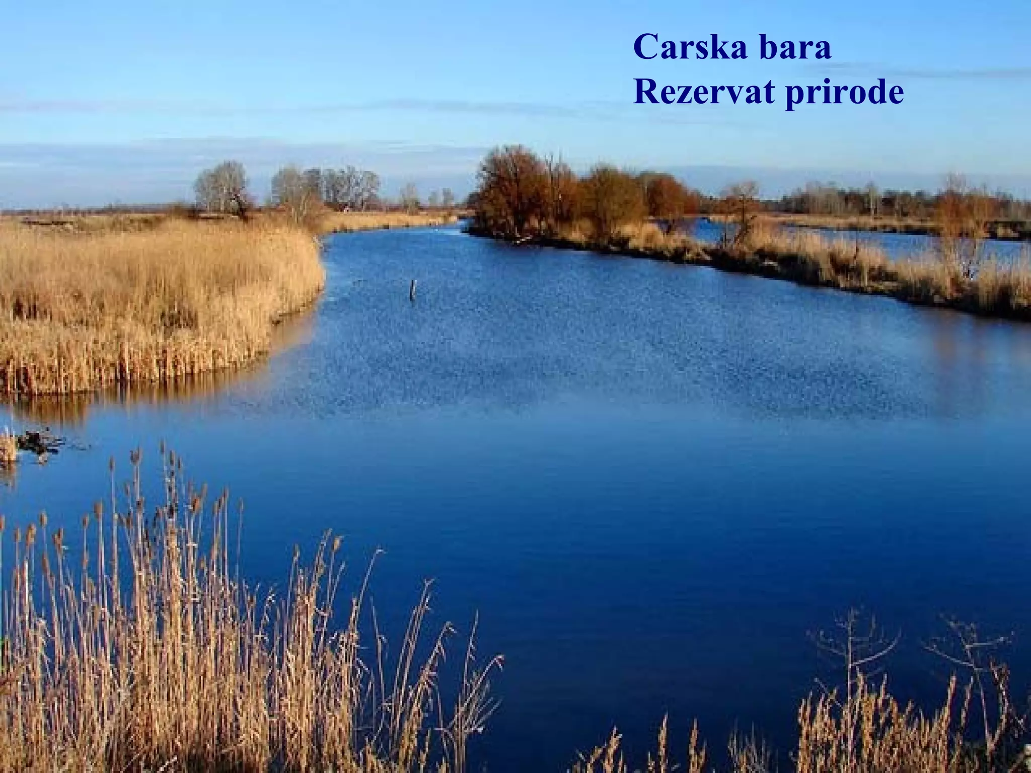 Ekosistemi kopnenih stajaćih voda; jezera, bare, močvare | PPT