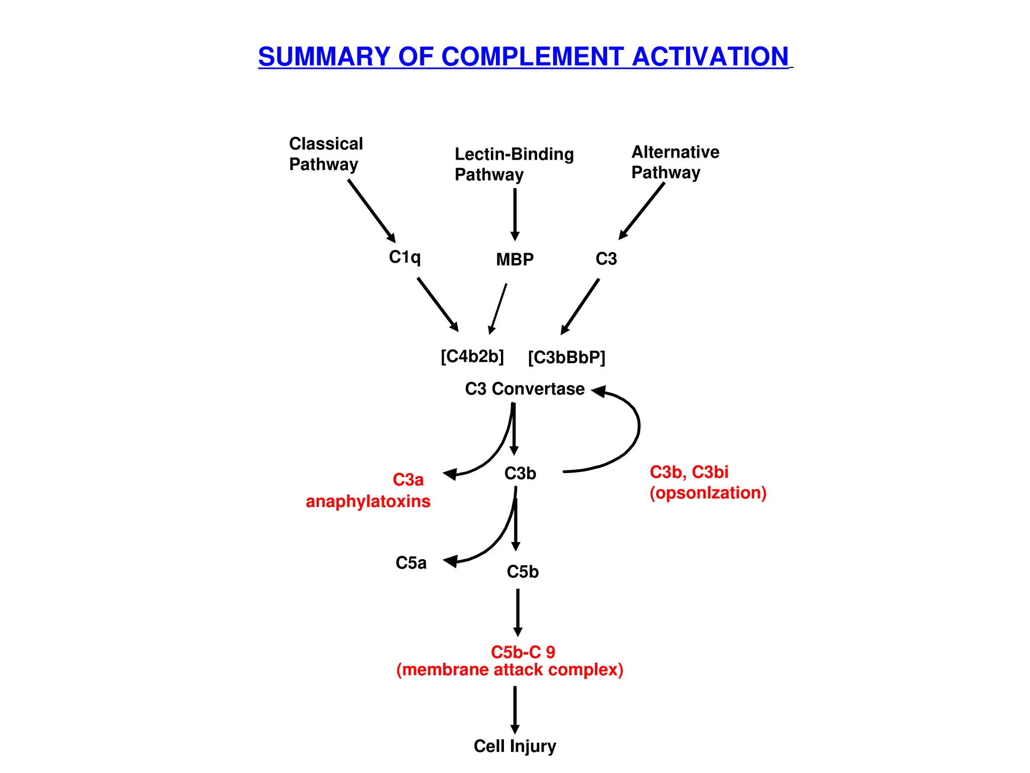 Immunology the complementselfstudy-08.ppt