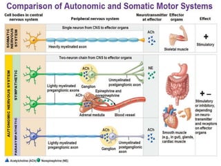 Somatic Approaches Treating biopsychosocial Impacts of Trauma | PPTX