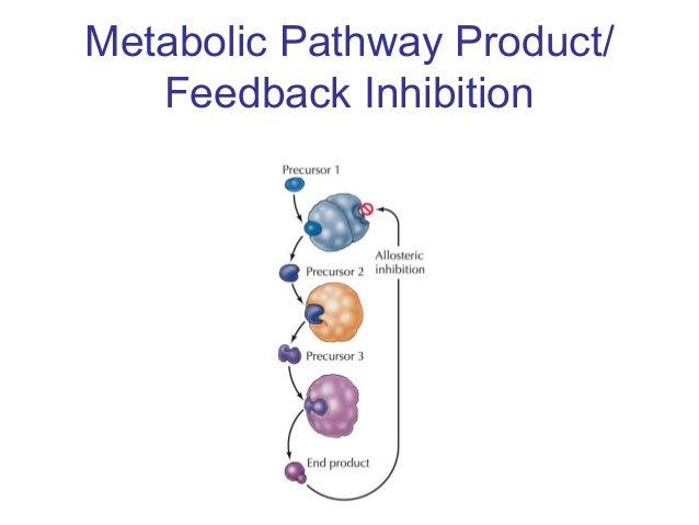 Feedback Inhibition Definition Example And A Brief