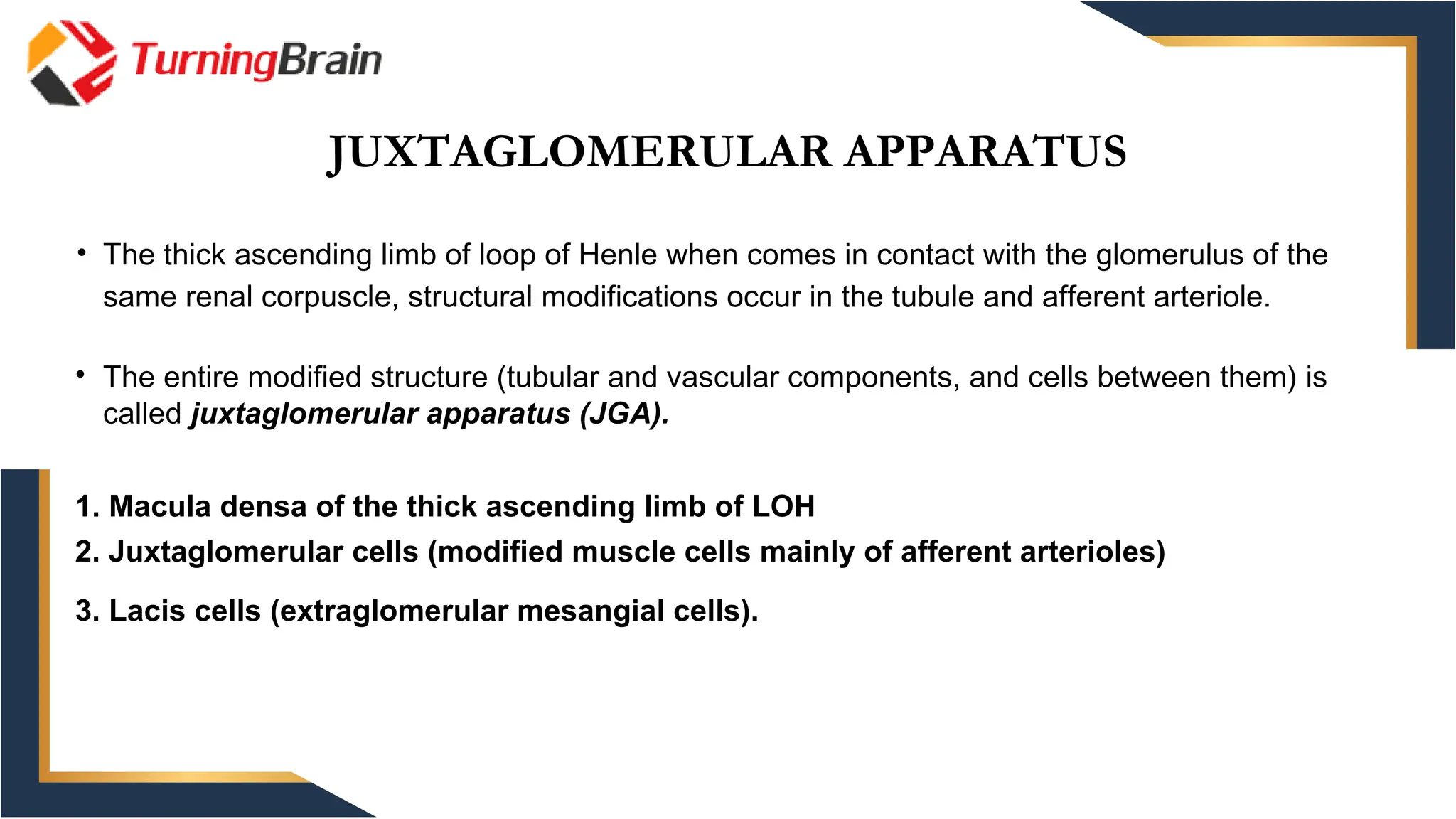 JG - Juxtaglomerular Apparatus - Physiology | PPT