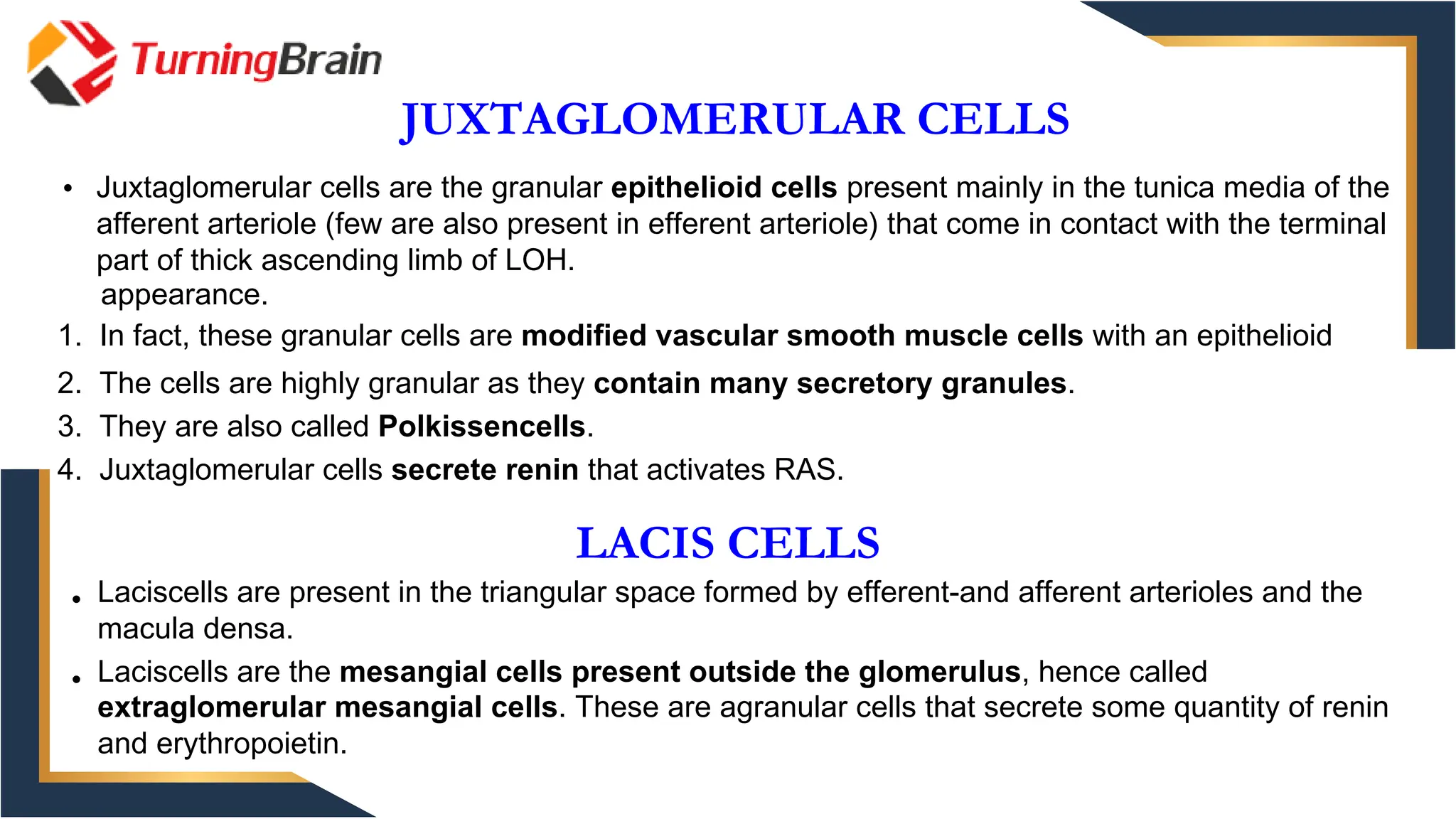 JG - Juxtaglomerular Apparatus - Physiology | PPT