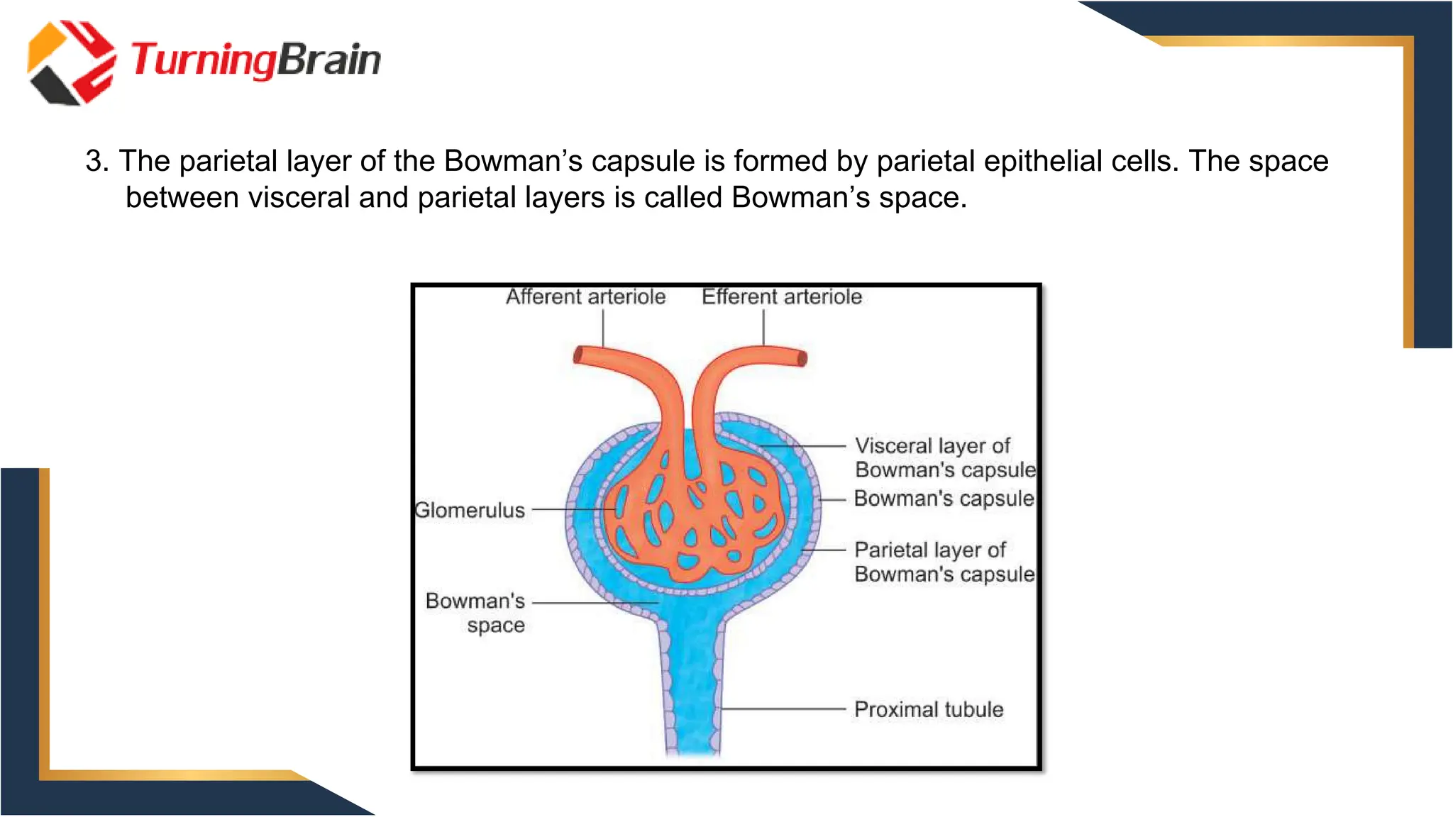 JG - Juxtaglomerular Apparatus - Physiology | PPT