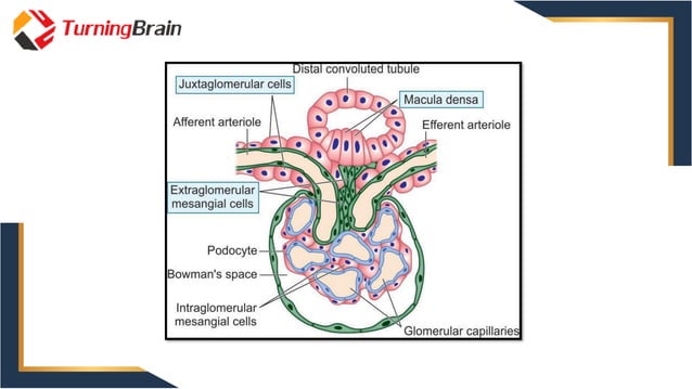 JG - Juxtaglomerular Apparatus - Physiology | PPT