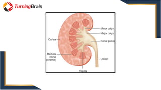 JG - Juxtaglomerular Apparatus - Physiology | PDF