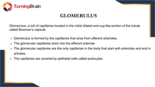 JG - Juxtaglomerular Apparatus - Physiology | PPT