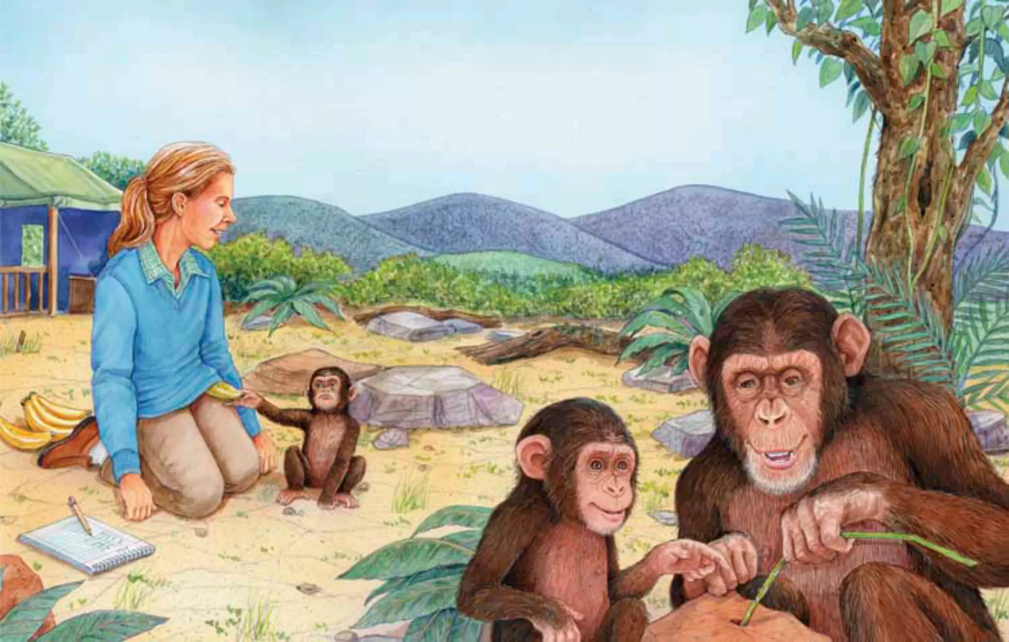 Jane Goodall, Chimpanzees | PPT