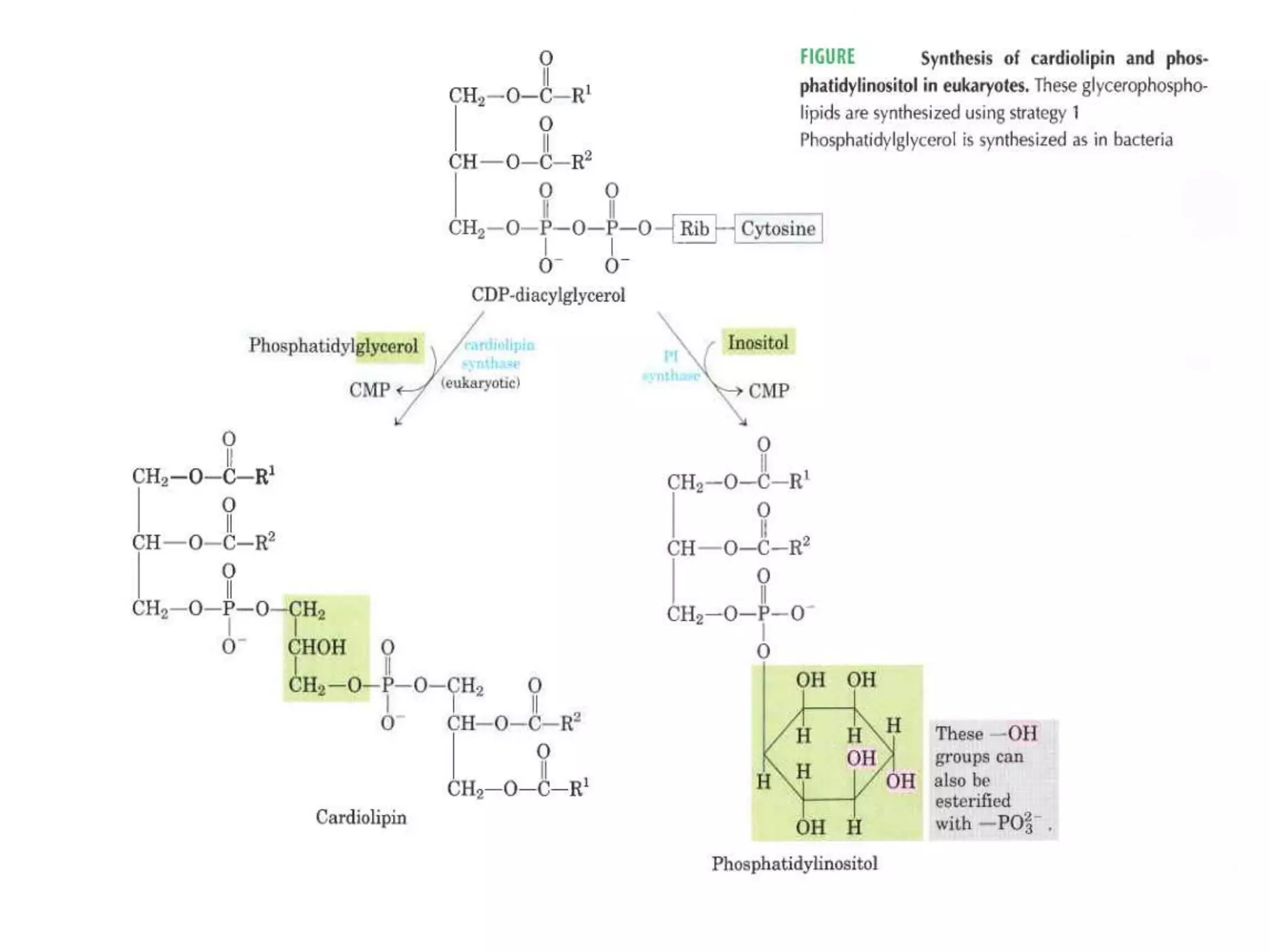 Biosynthesis of Phospholipids | PDF
