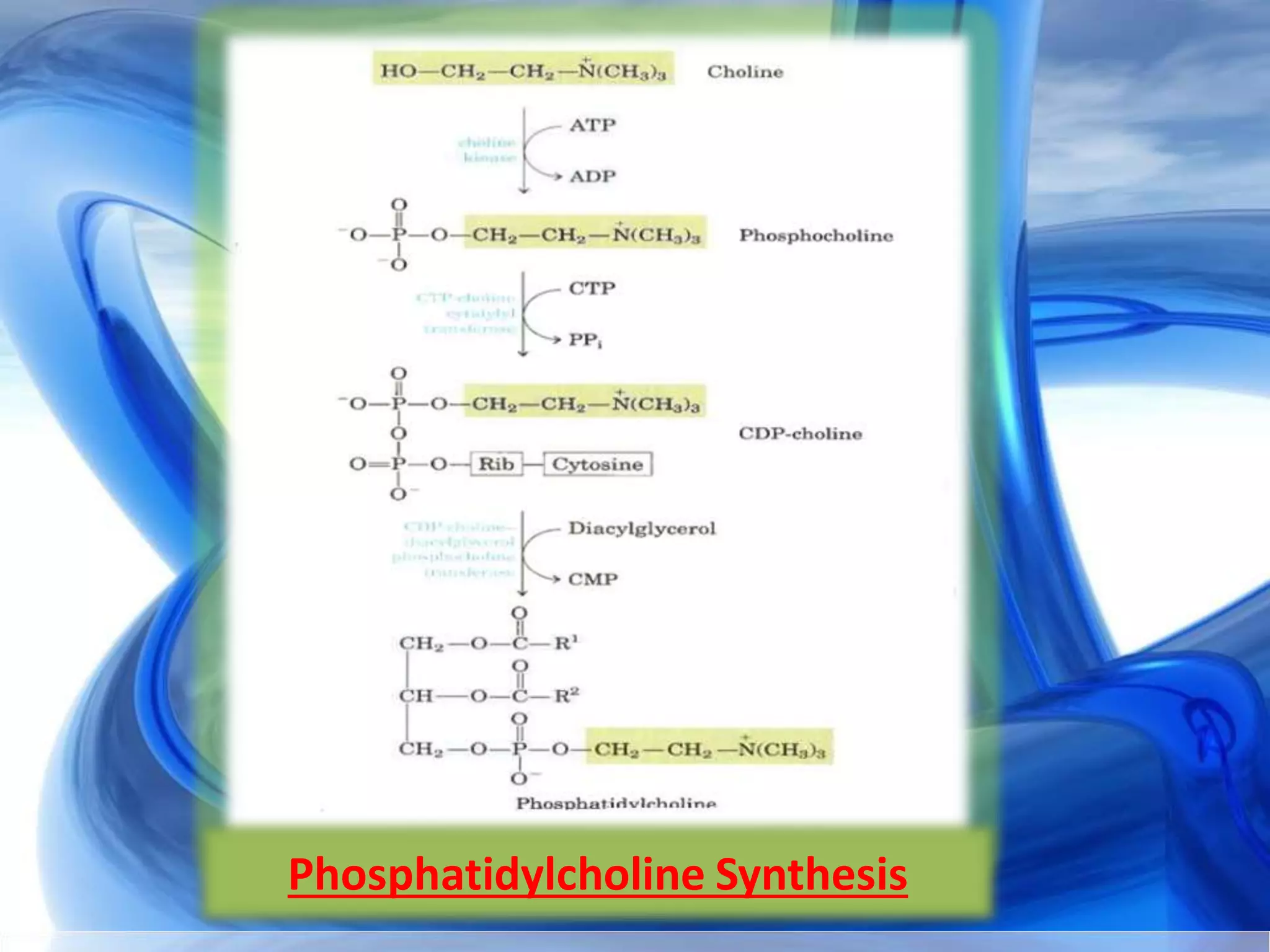 Biosynthesis of Phospholipids | PDF