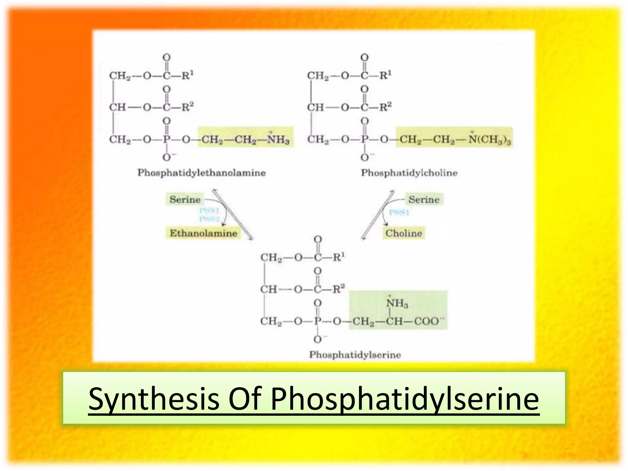 Biosynthesis of Phospholipids | PDF