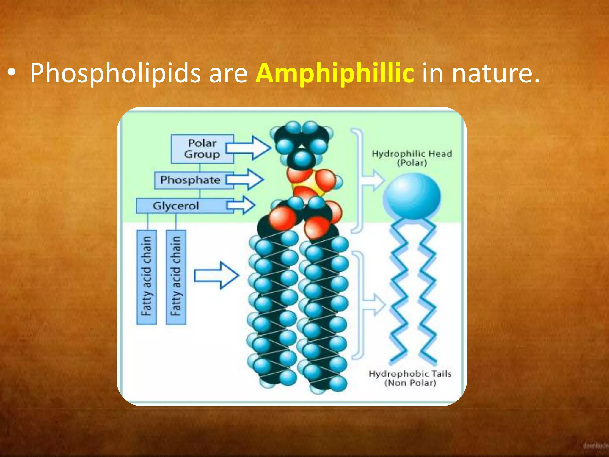 Biosynthesis of Phospholipids | PDF