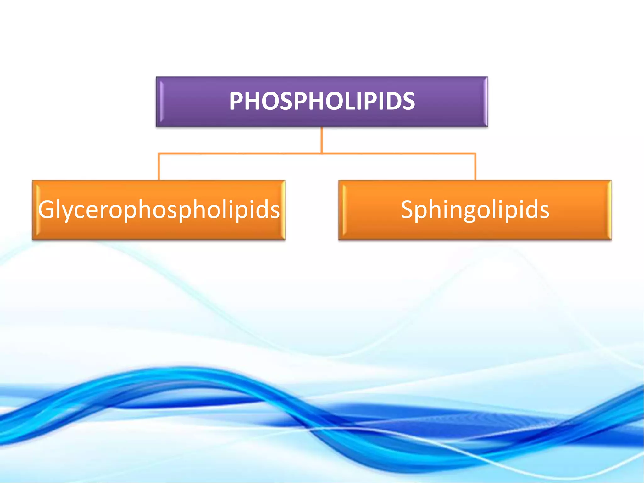 Biosynthesis of Phospholipids | PDF