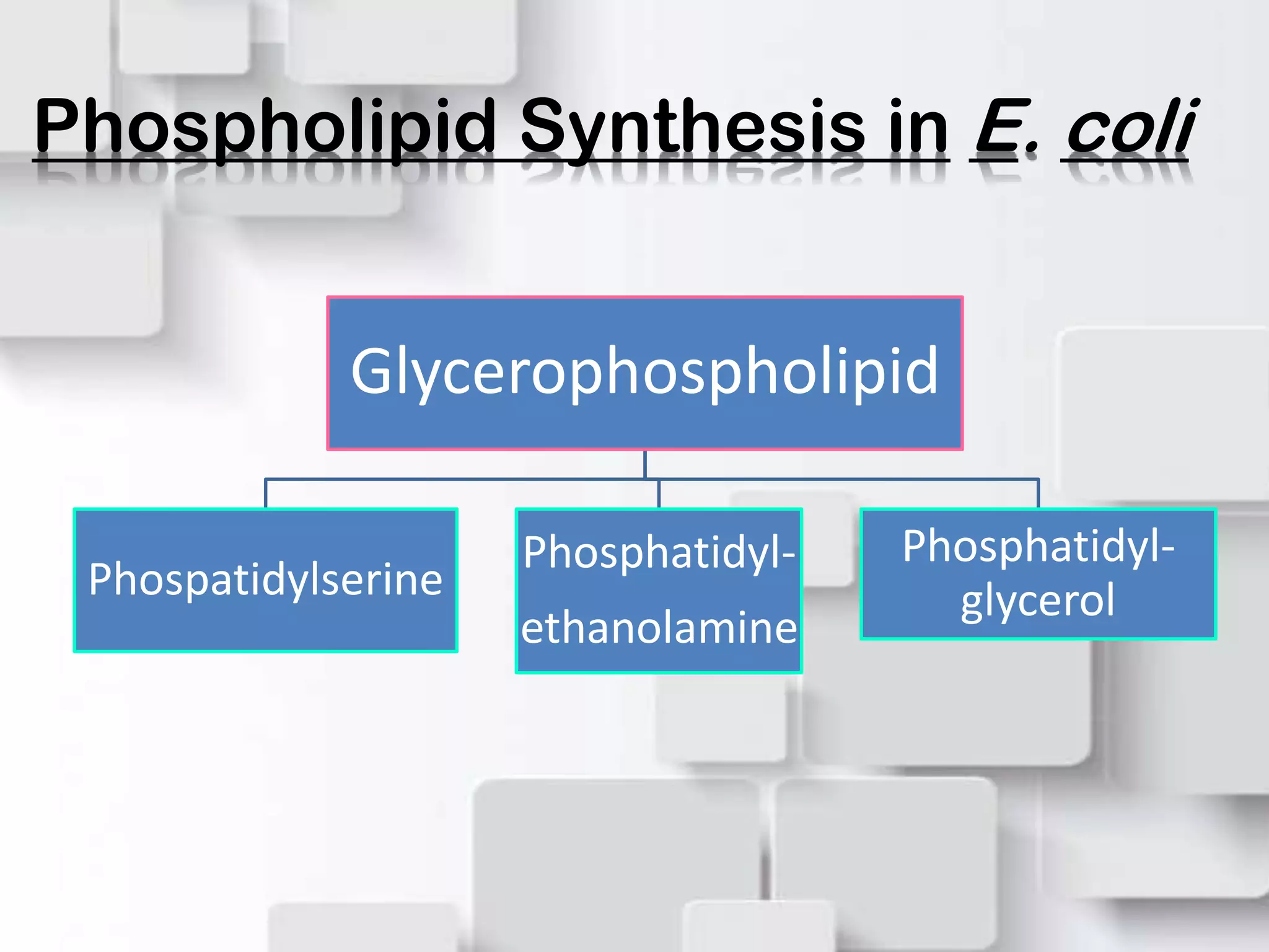 Biosynthesis of Phospholipids | PDF