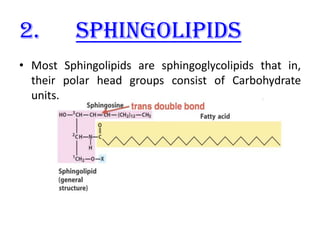 Biosynthesis of Phospholipids | PDF