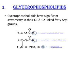 Biosynthesis of Phospholipids | PDF