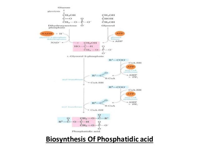 Biosynthesis of Phospholipids