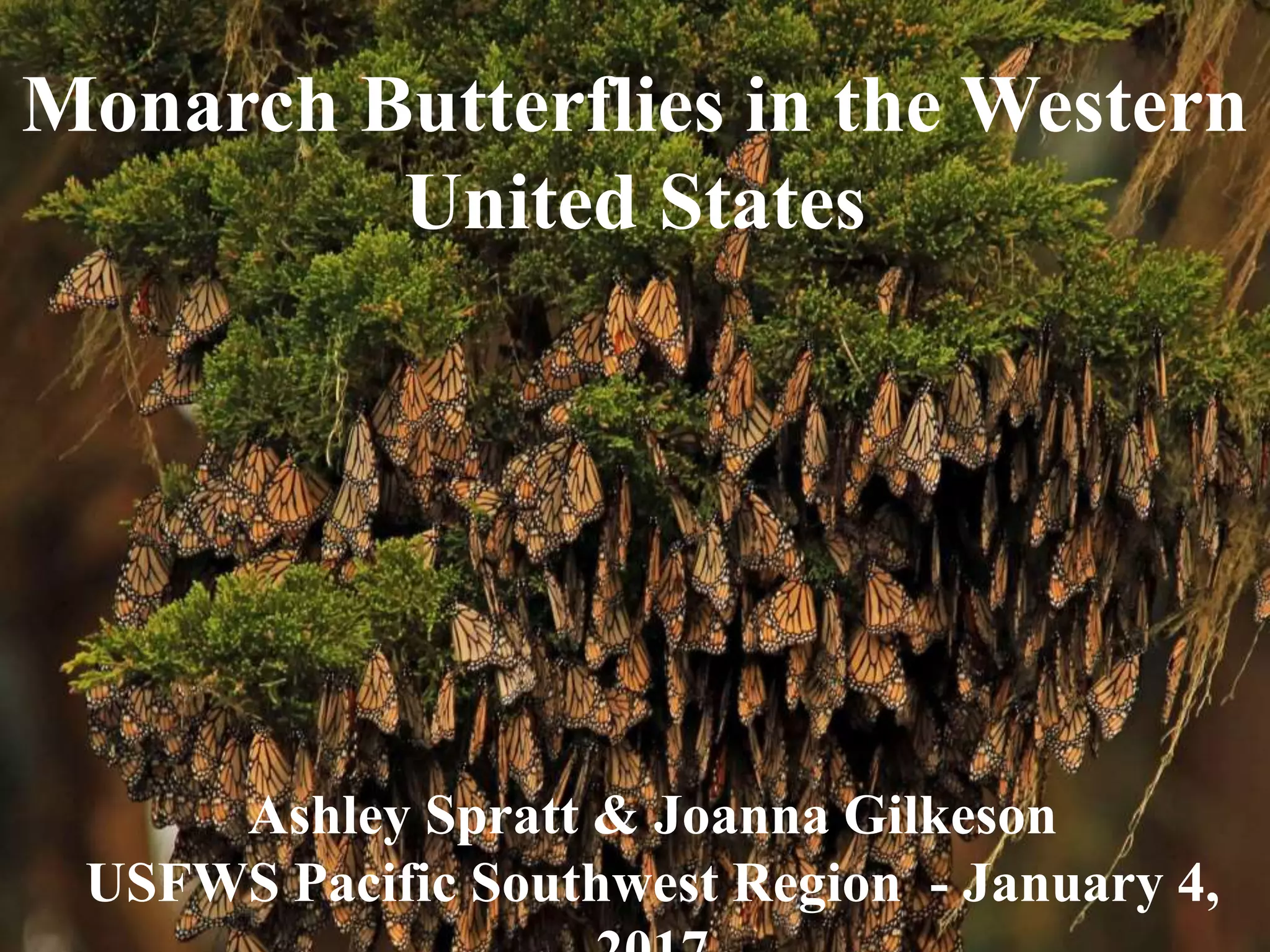 Western Monarch Butterfly Conservation | PPTX
